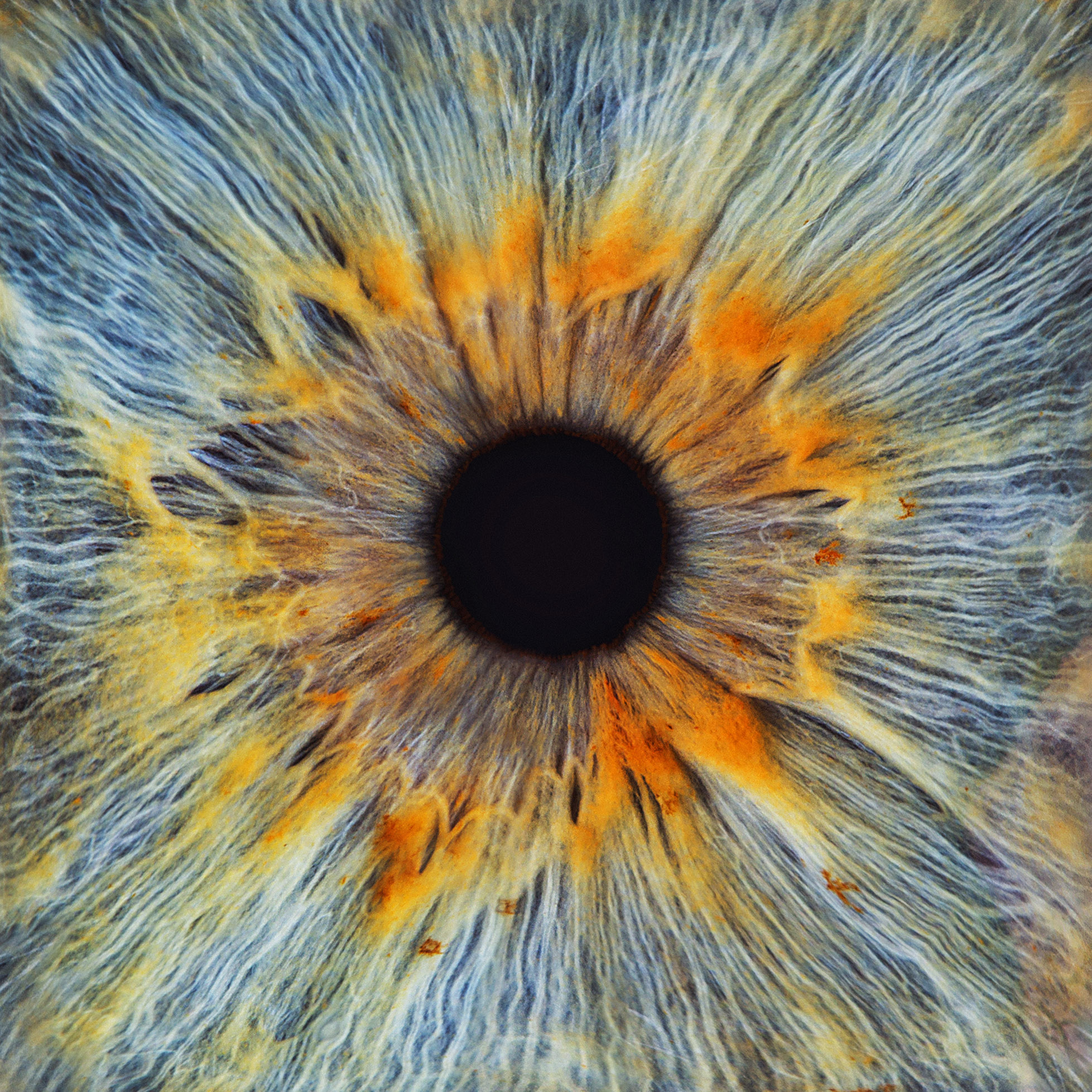 Medical Program* Bachelor of Medical Studies, Doctor of Medicine | Gold ...