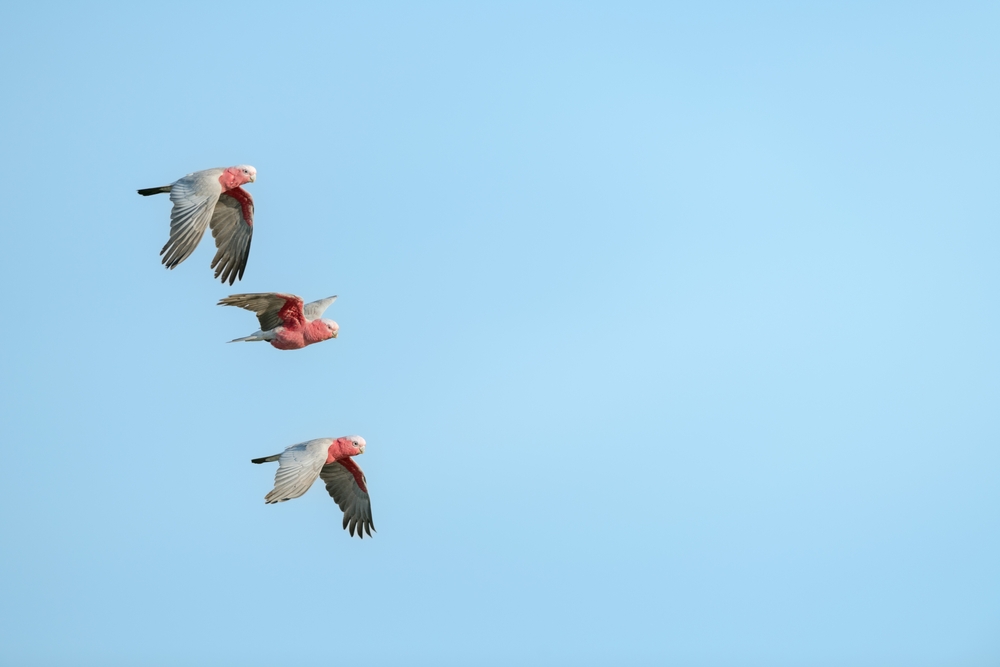 Birds at Bond | Bond University | Gold Coast, Queensland, Australia